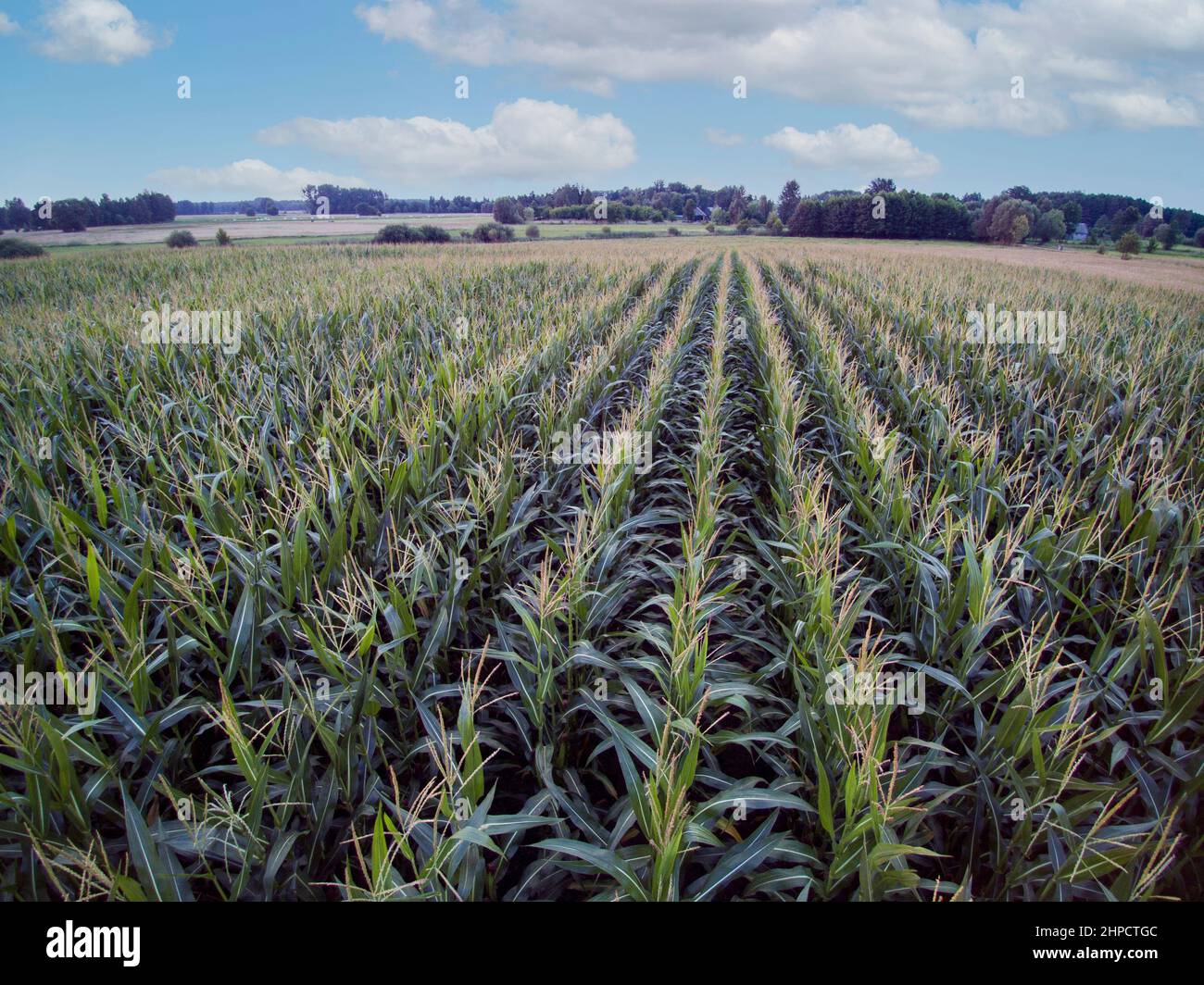 corn field seen from a bird's eye view, beautiful sky Stock Photo - Alamy