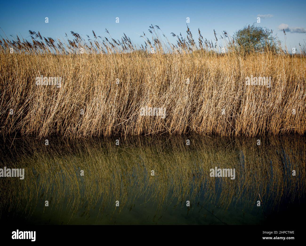 Reead hi-res stock photography and images - Alamy