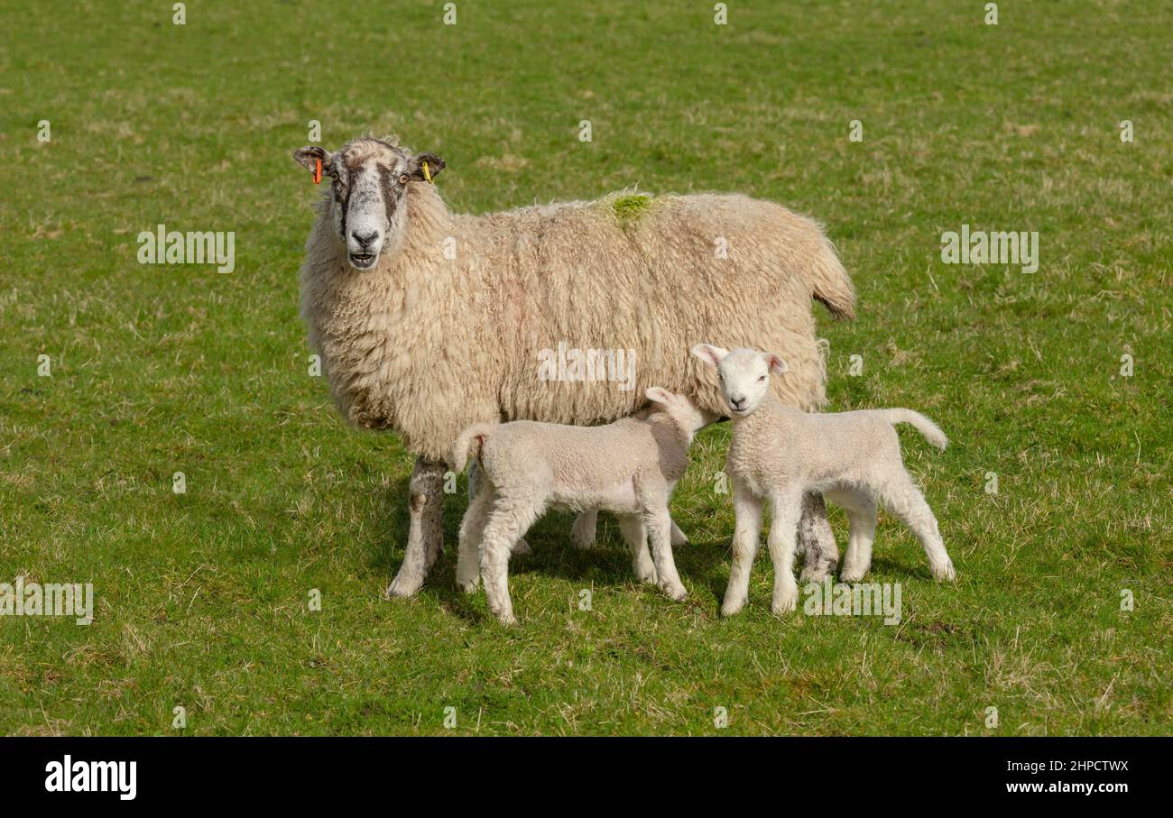 Swaledale mule ewe or female sheep with two young lambs in early ...