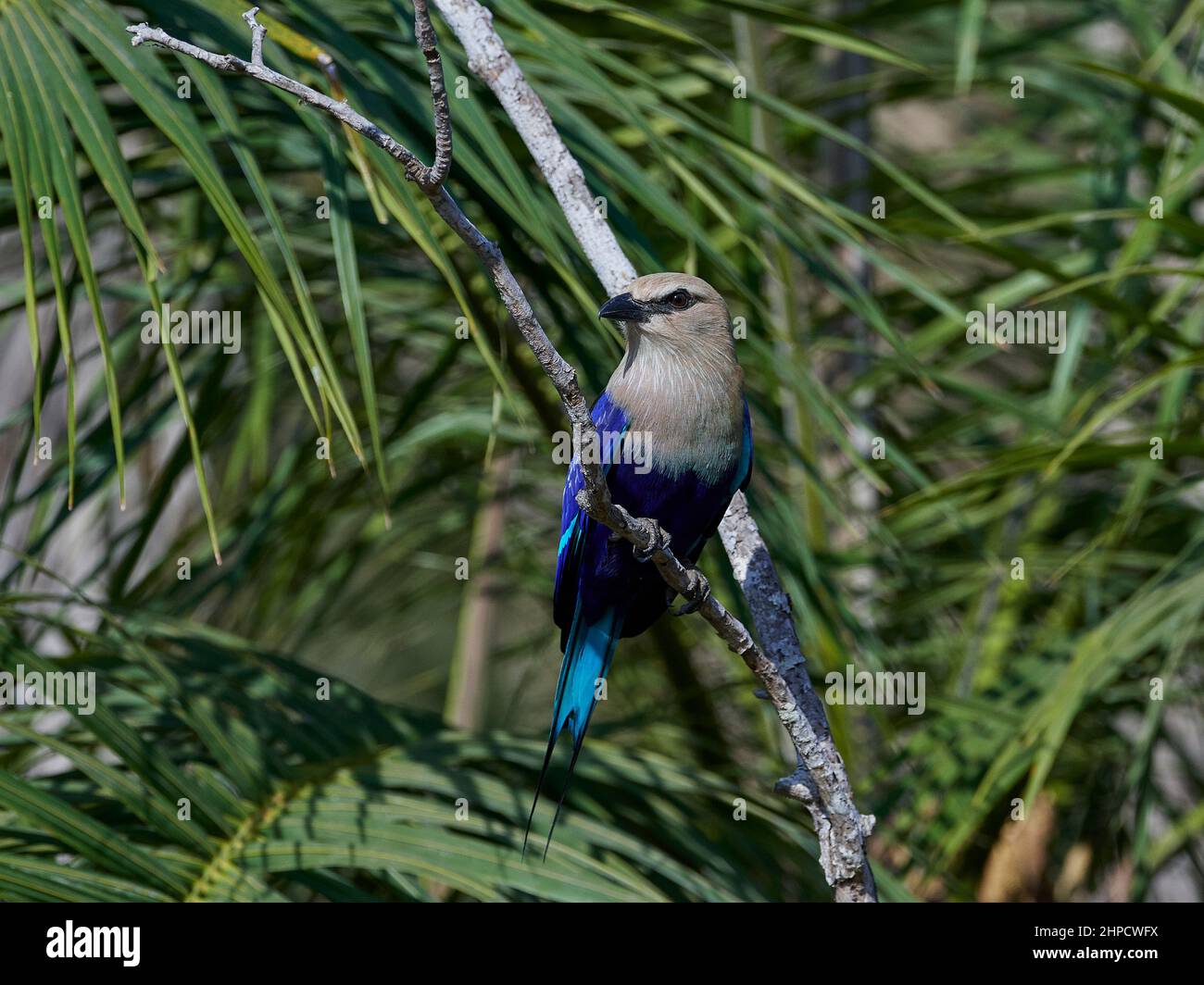 blue-bellied roller in its natural habitat in Gambia Stock Photo - Alamy