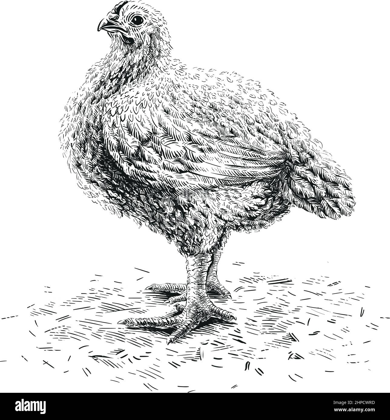 chicken hand drawing sketch engraving illustration style vector Stock ...