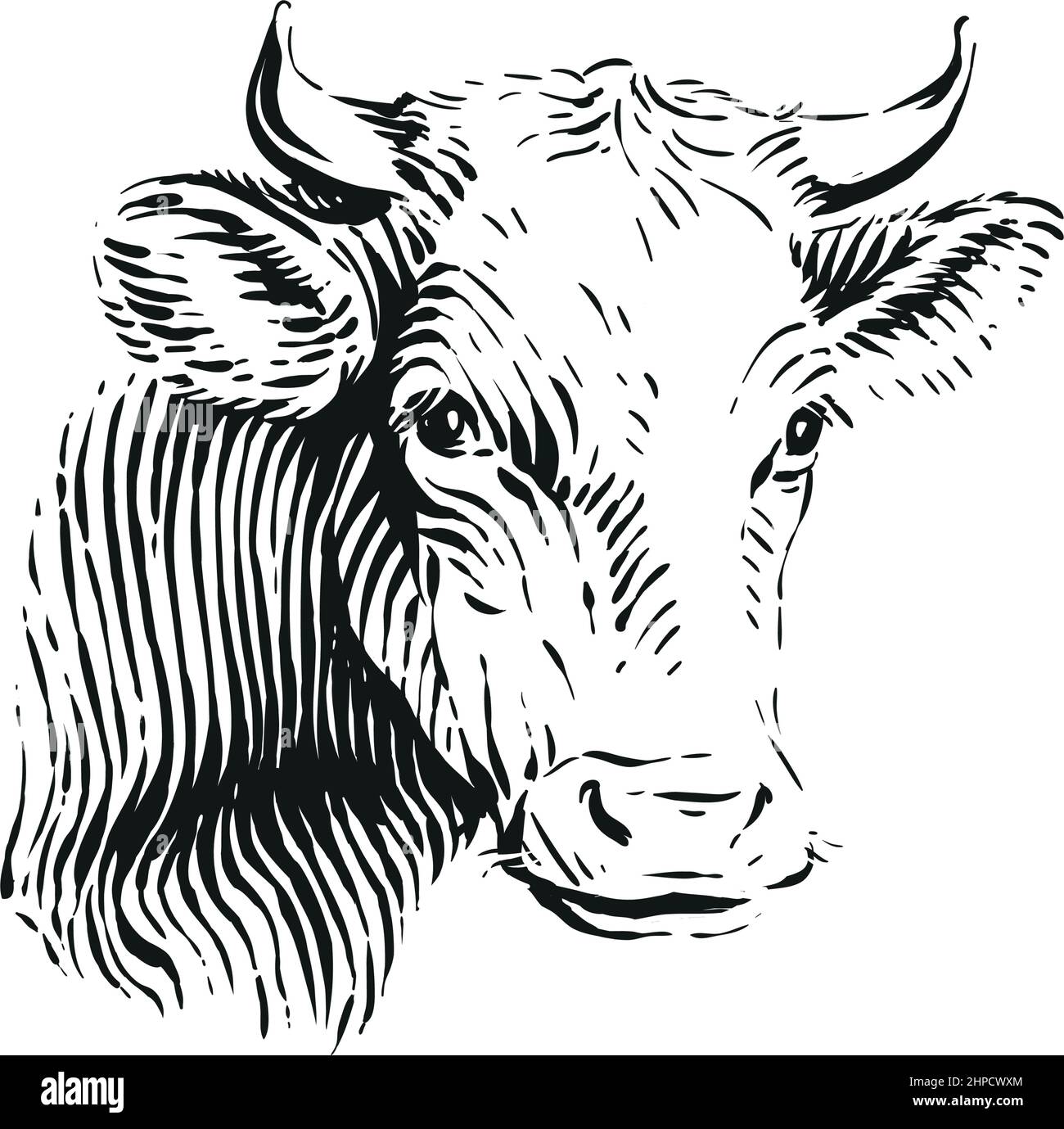 head cow hand drawing sketch engraving illustration style vector Stock ...