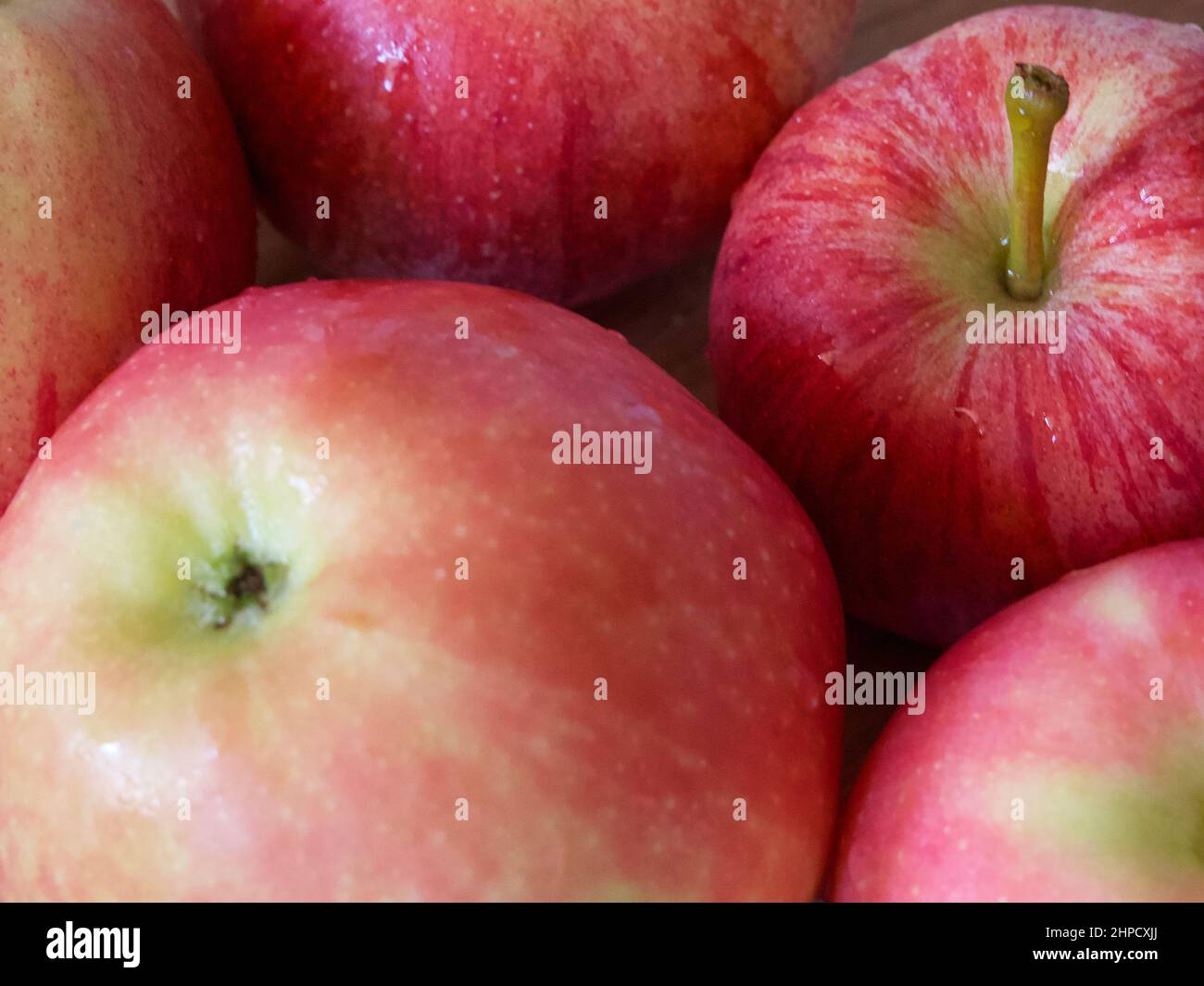 Macro photo of ripe red apples of gala and Ligol varieties. Apple close ...