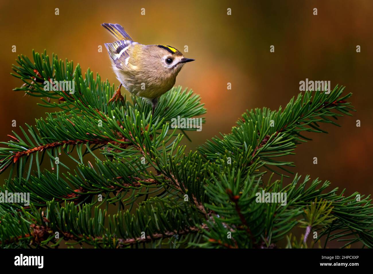 The goldcrest is a very small passerine bird in the kinglet family ...