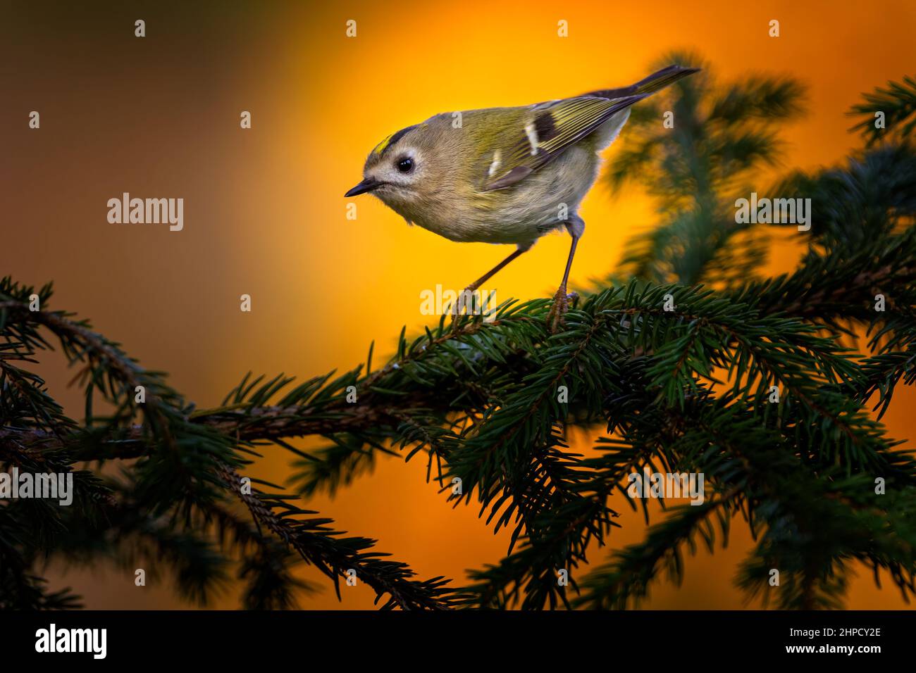 The goldcrest is a very small passerine bird in the kinglet family ...