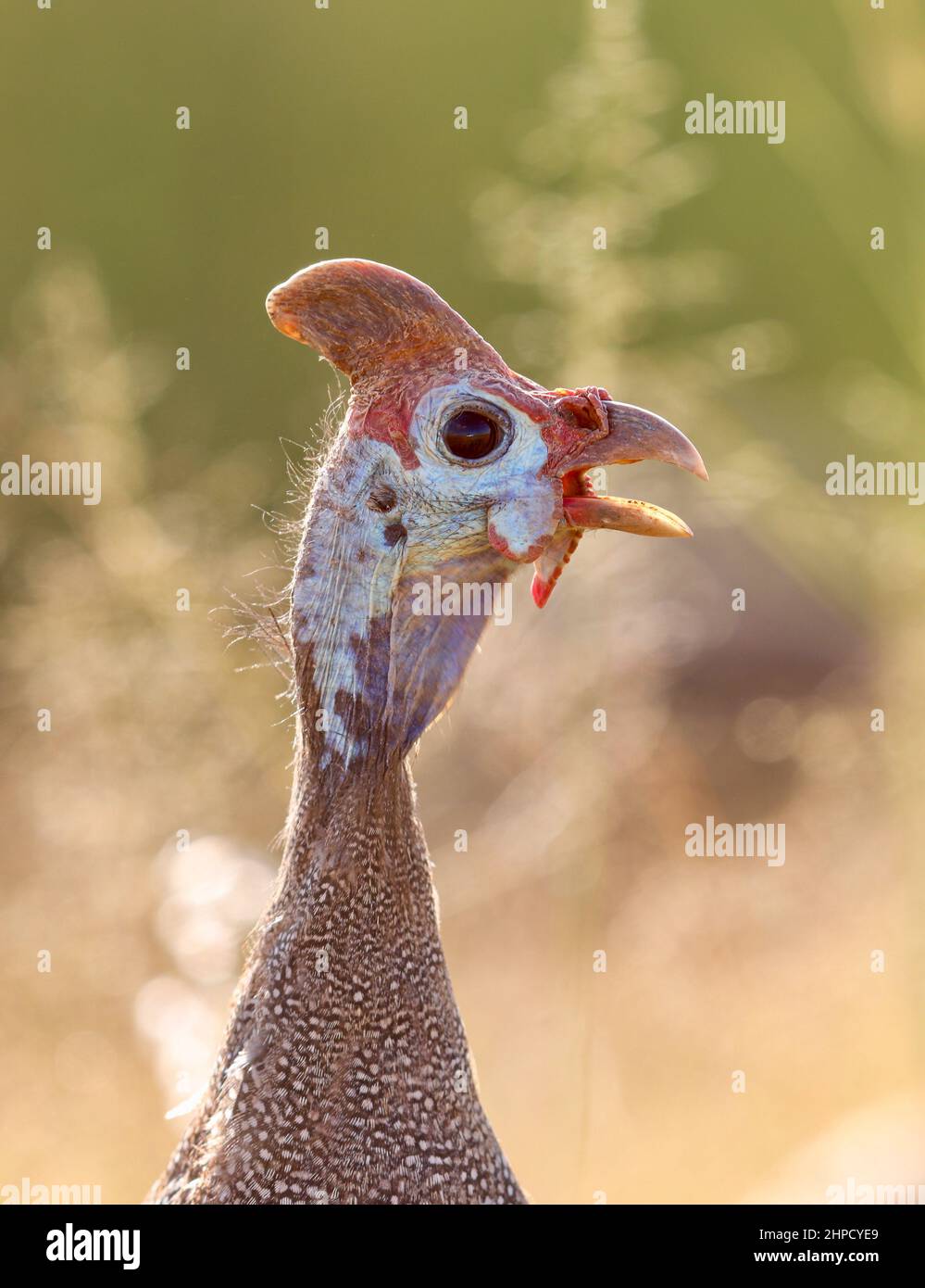 Helmeted Guineafowl, South Africa Stock Photo - Alamy