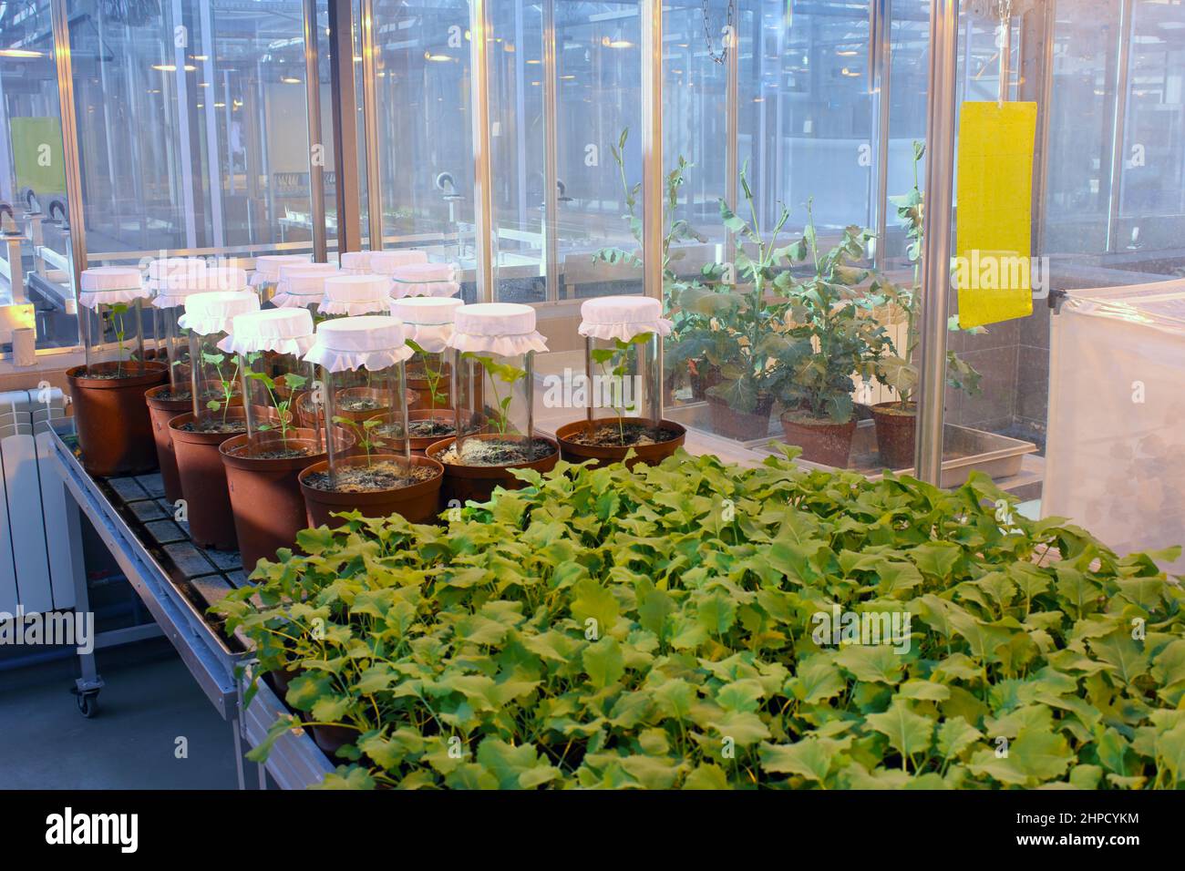 Agronomy lab. Experiments, trials conducted under greenhouse conditions ...