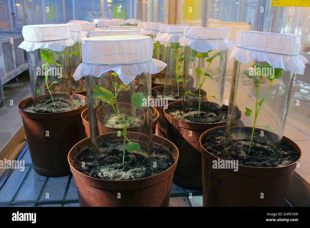 Agronomy lab. Experiments, trials conducted under greenhouse conditions ...