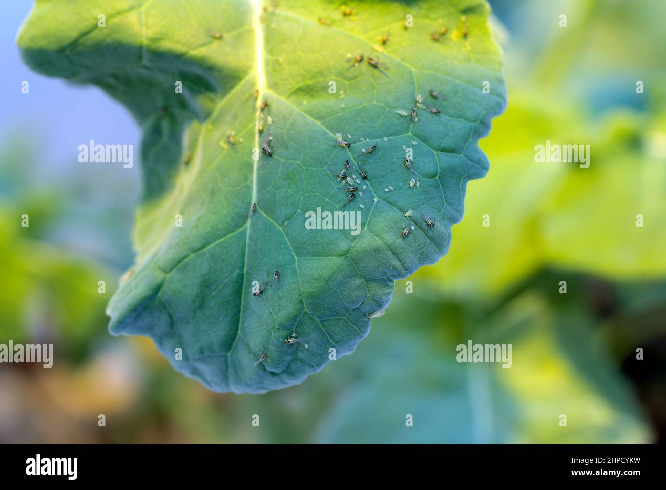 Myzus persicae, known as the green peach aphid or the peach-potato ...