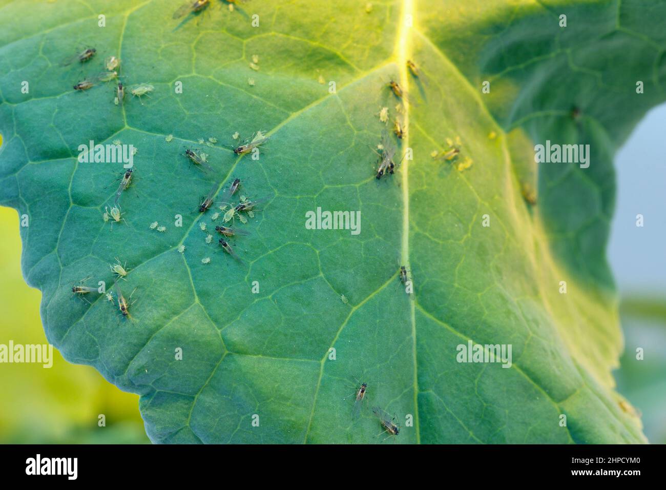 Myzus persicae, known as the green peach aphid or the peach-potato ...