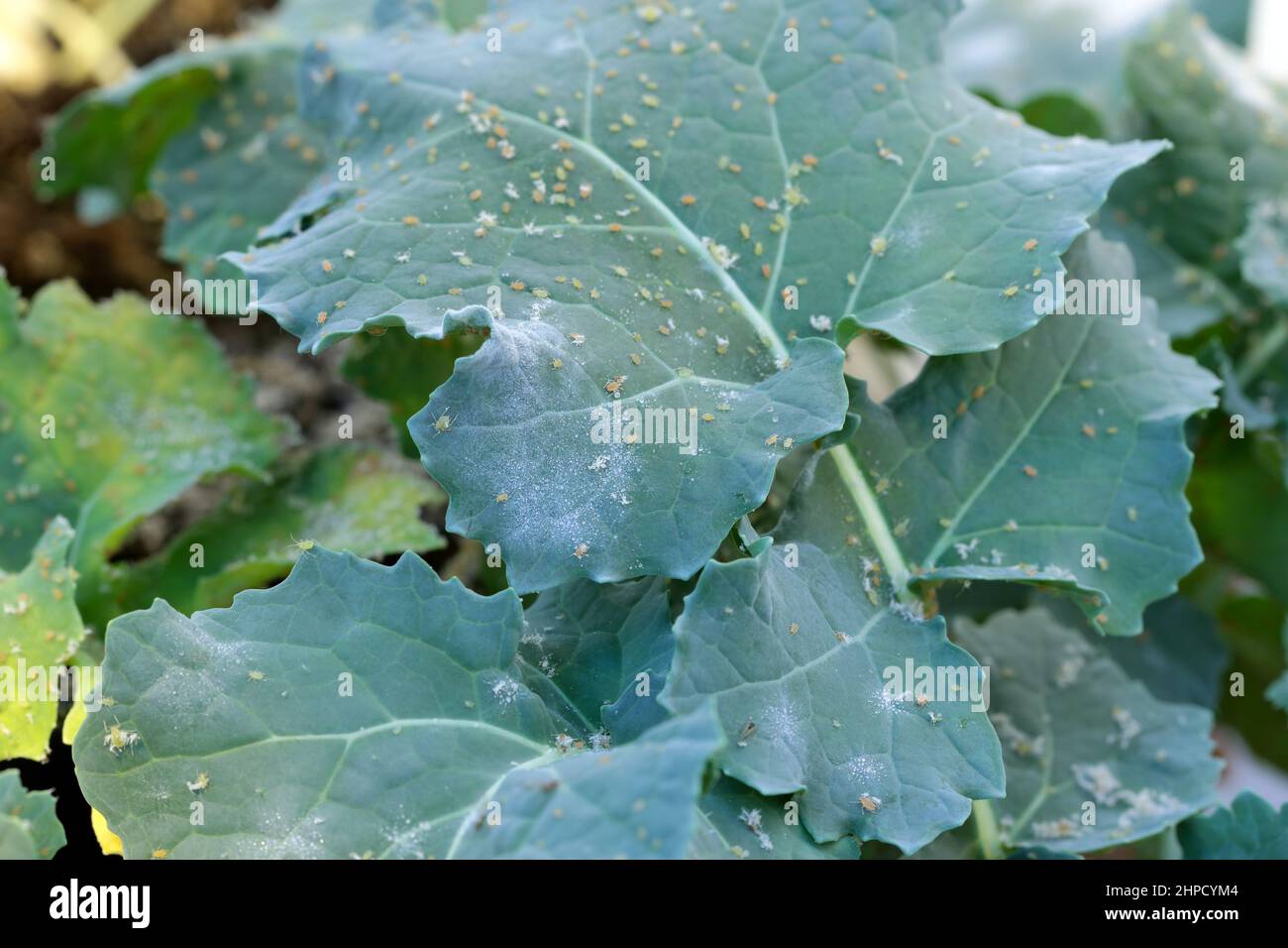 Myzus persicae, known as the green peach aphid or the peach-potato ...