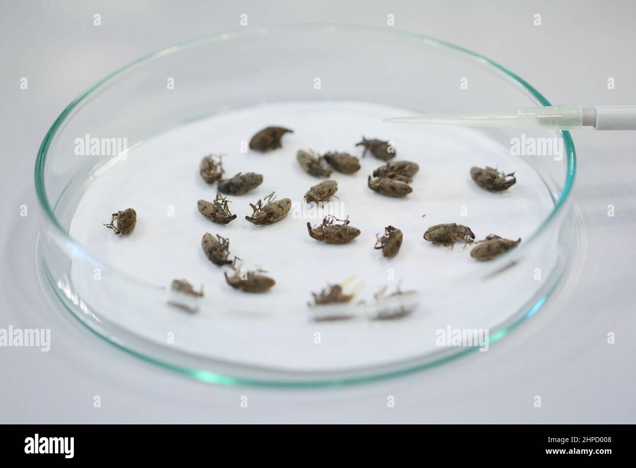 Agronomy lab. Experiments, trials conducted on crop pests using ...