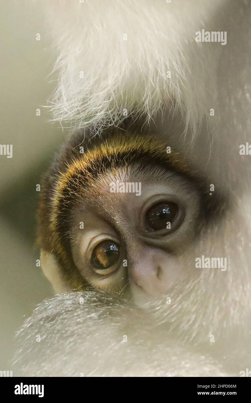 De brazza hi-res stock photography and images - Alamy