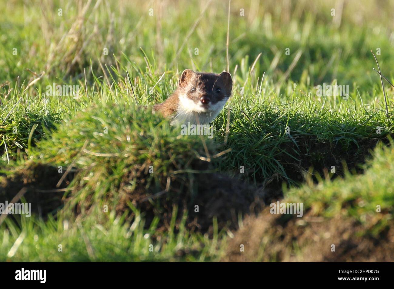 Devile hotel hi-res stock photography and images - Alamy