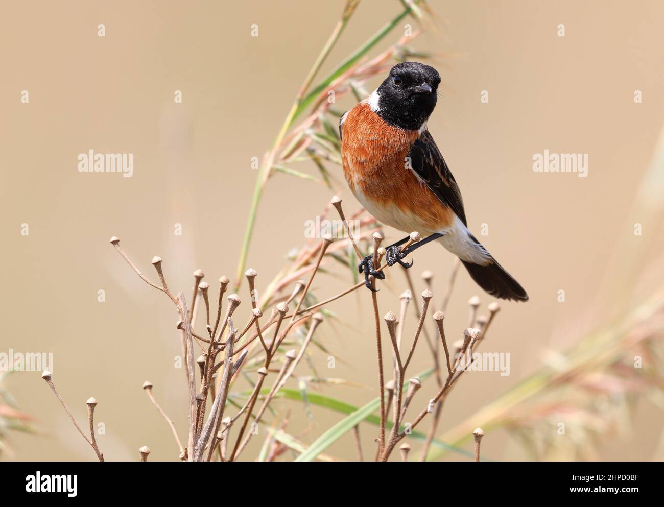 African Stonechat, South Africa Stock Photo - Alamy