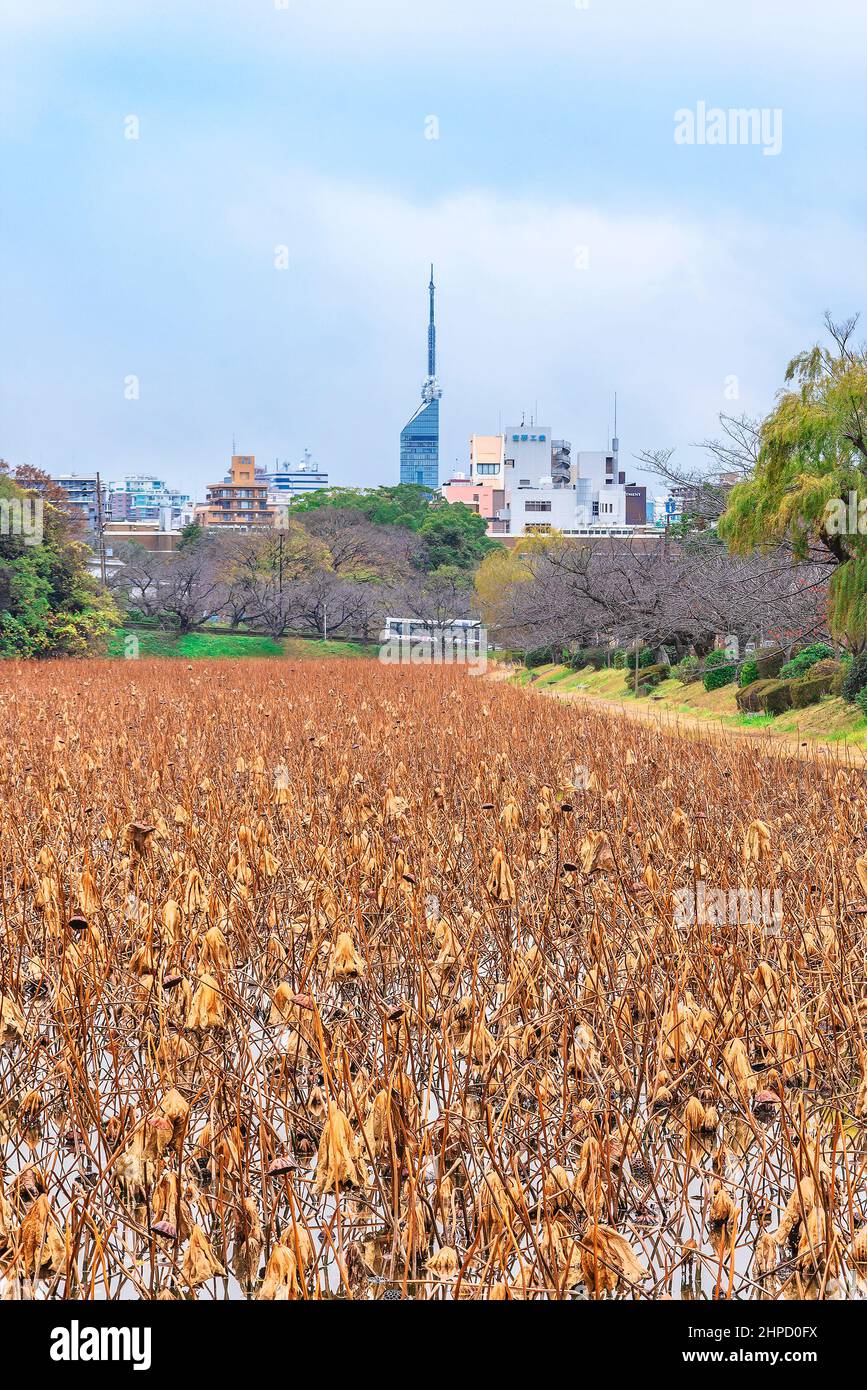 Shitomi uemono hi-res stock photography and images - Alamy