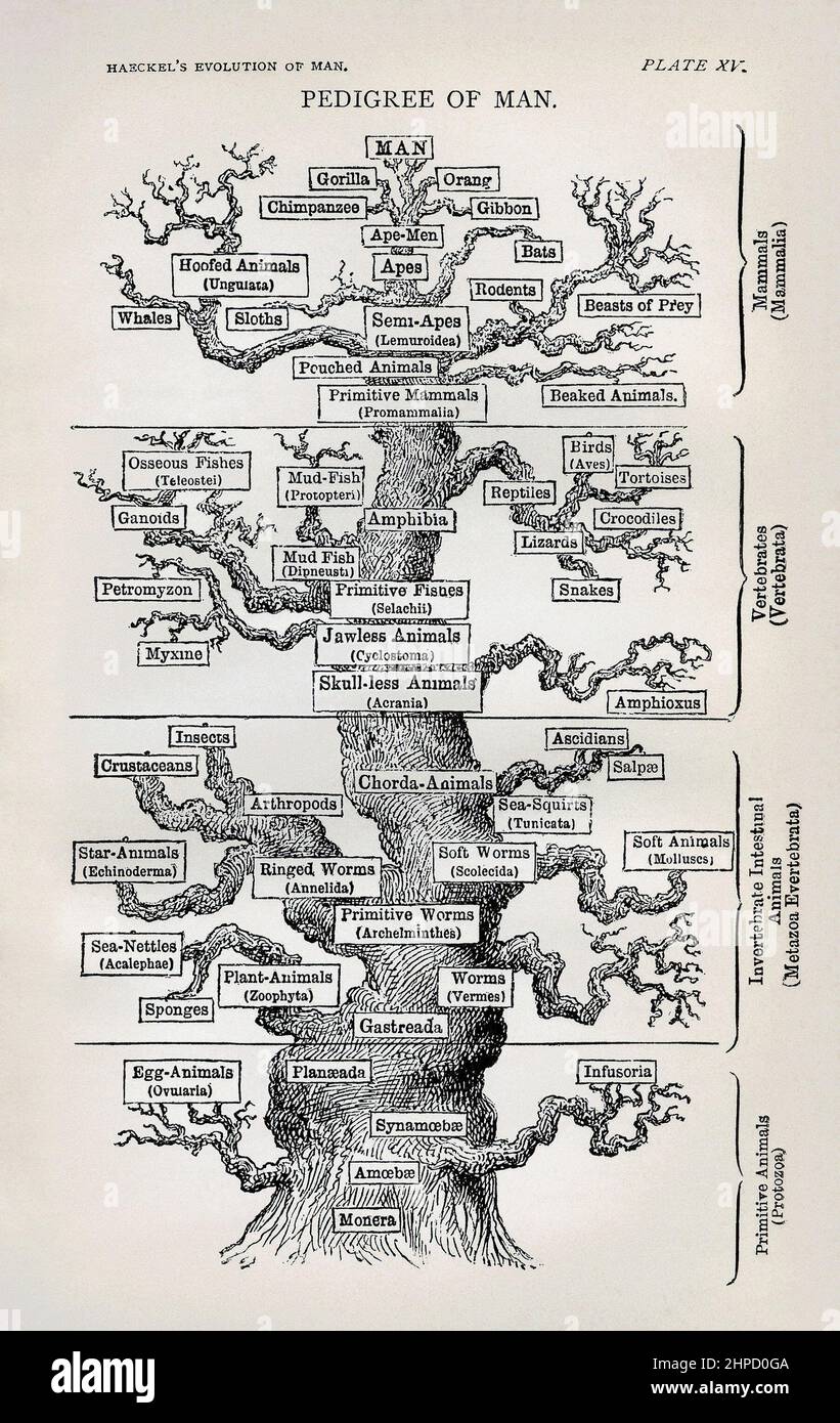 Ernst Haeckel's "tree of life", Darwin's metaphorical description of ...