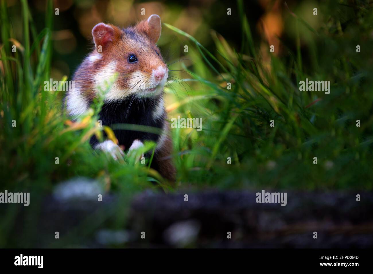 The European hamster, also known as the Eurasian hamster Stock Photo ...