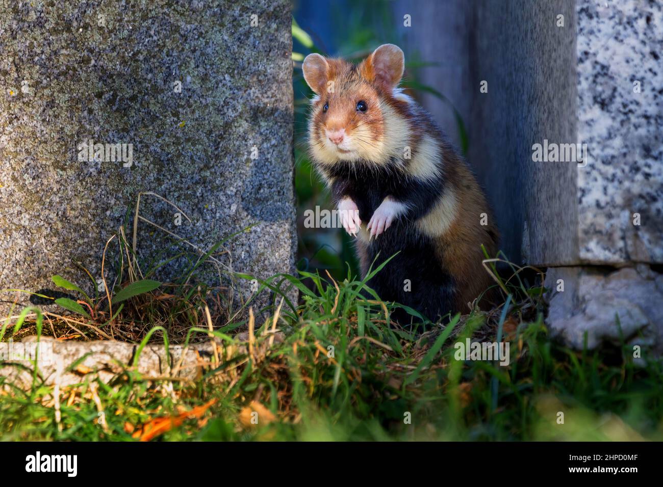 The European hamster, also known as the Eurasian hamster Stock Photo ...