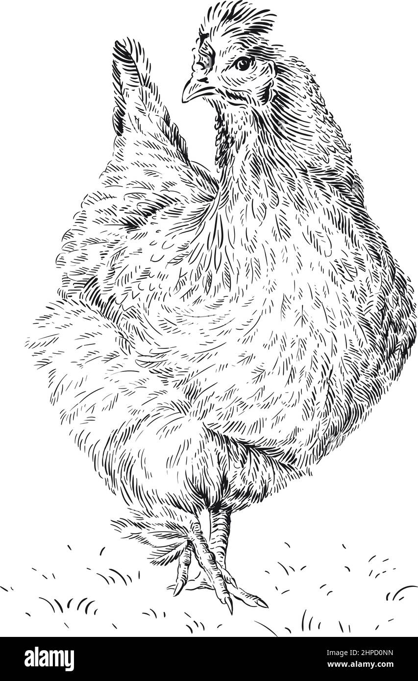 chicken hand drawing sketch engraving illustration style vector Stock ...