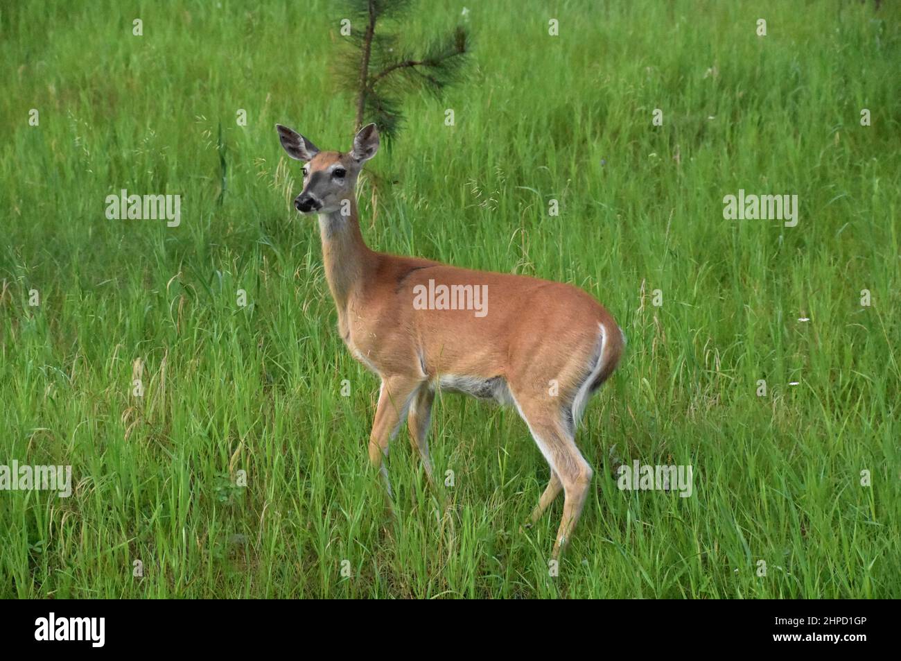 A doe deer standing alert in a field with tall grass Stock Photo - Alamy