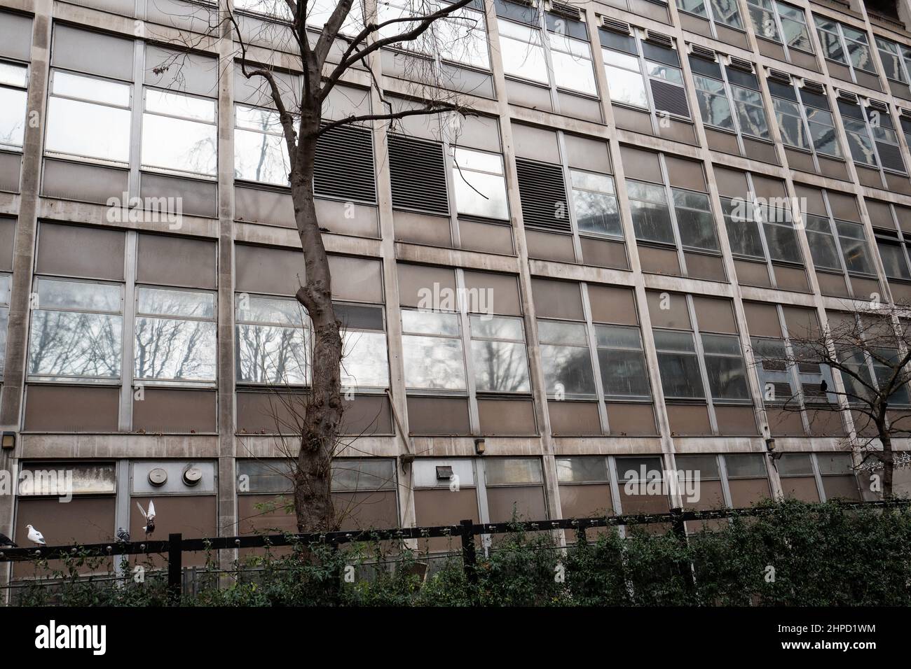 A lone tree outside a very grim building in London's Victoria area, UK ...