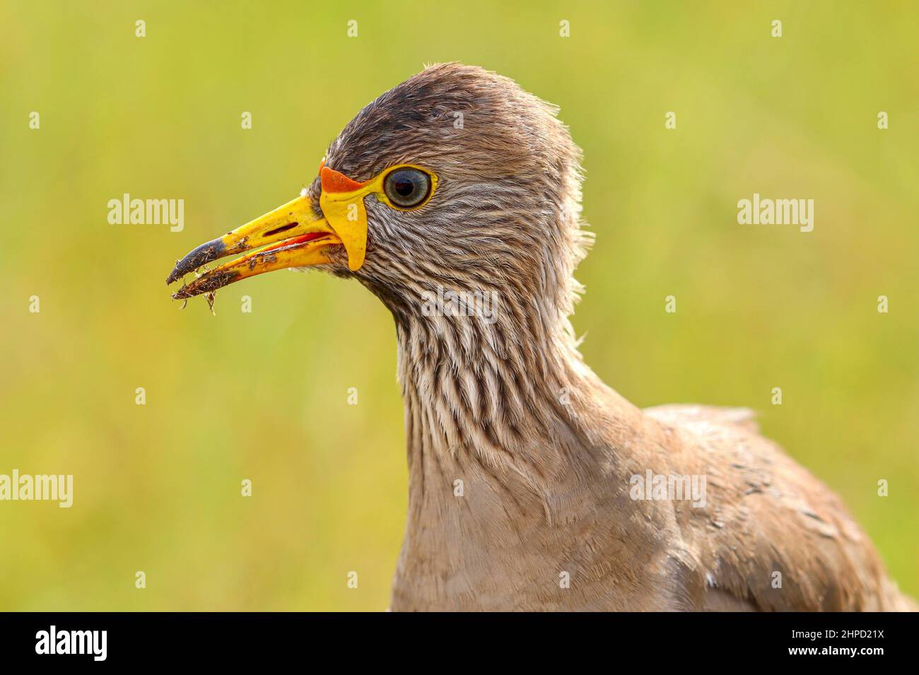 African Wattled Lapwing, South Africa Stock Photo - Alamy