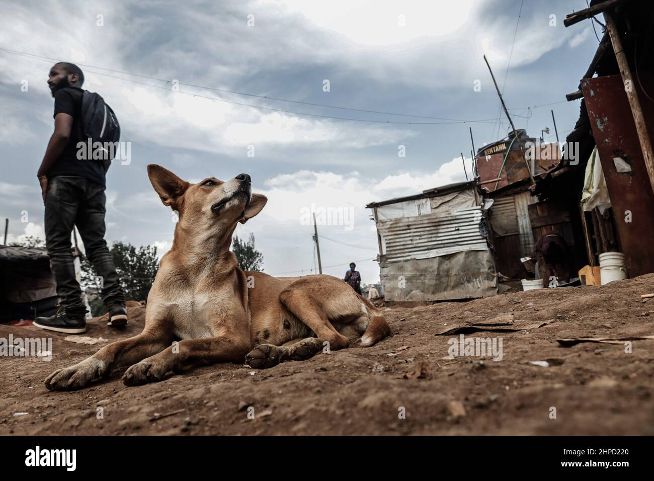 A stray dod rests by the streets in Kibera Slums. Inside Kibera Slum ...