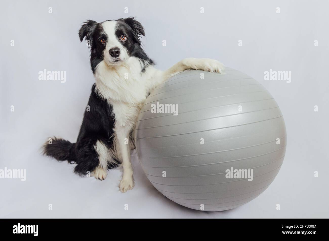 Funny cute puppy dog border collie practicing yoga lesson with exercise ...