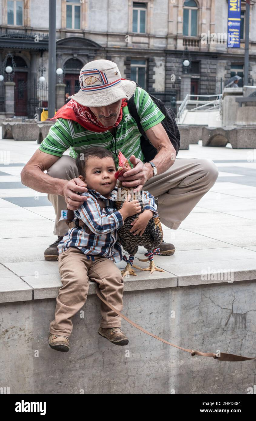 Little boy hugs a tame rooster as the rooster owner helps in San Jose ...
