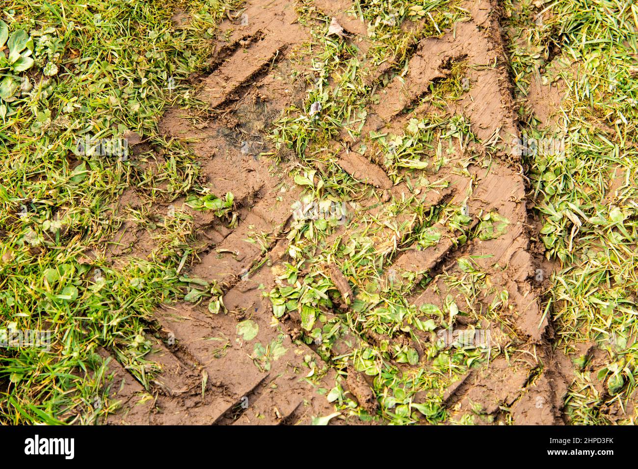 Vehicle tracks on seeded grass, destruction of greenery Stock Photo - Alamy