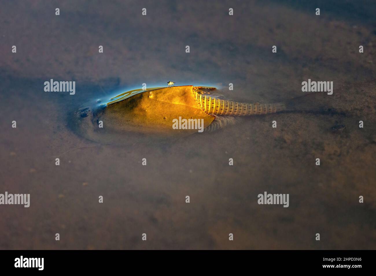 Triops cancriformis has a very fast life cycle, and individuals become ...