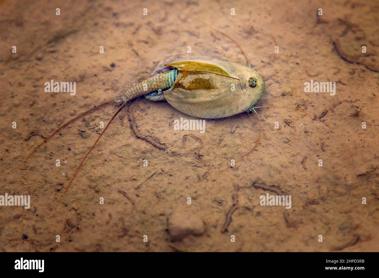 Triops cancriformis has a very fast life cycle, and individuals become ...