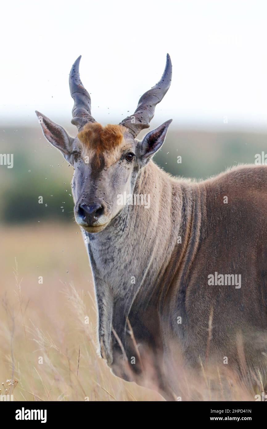 Eland Bull, South Africa Stock Photo - Alamy