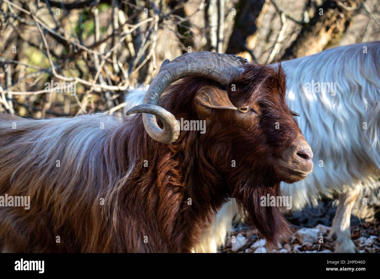 Billy goat at graze portrait. One brown color male ruminant mammal ...
