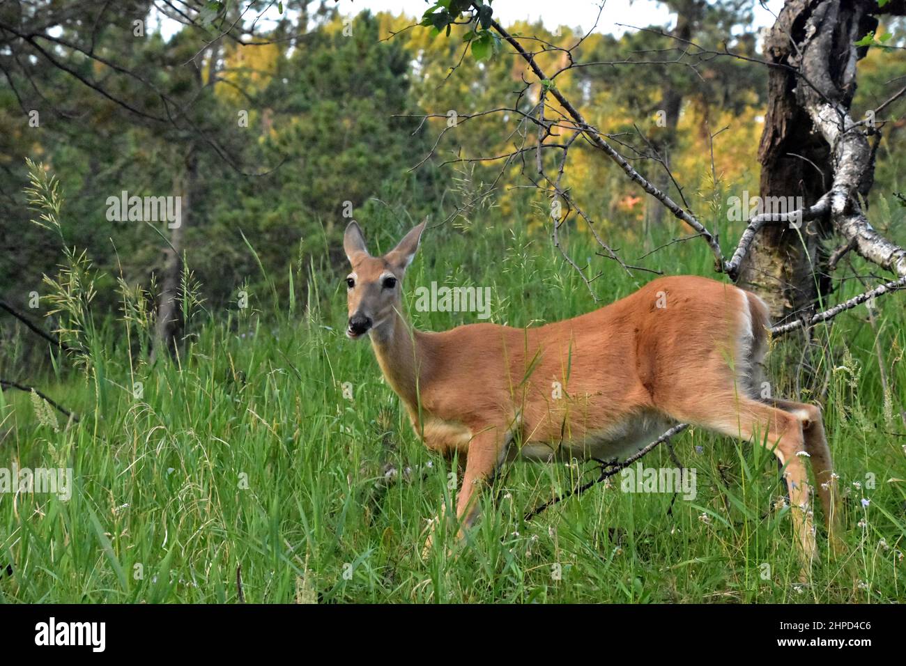 Nervous white tailed deer in a grove ready to bound off at the sight of ...