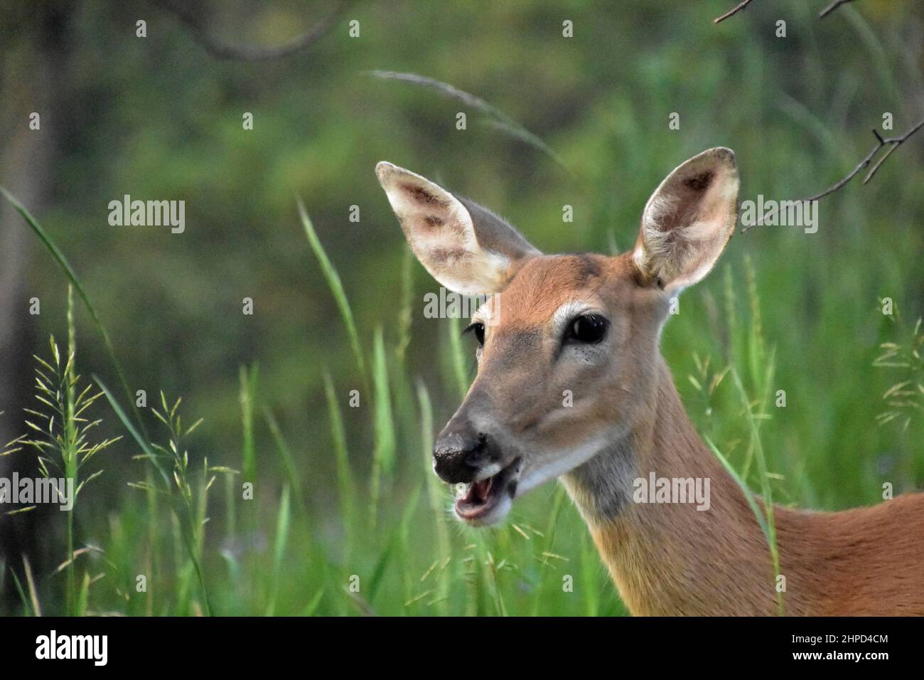 Very cute deer with his mouth wide open in the summer time Stock Photo ...