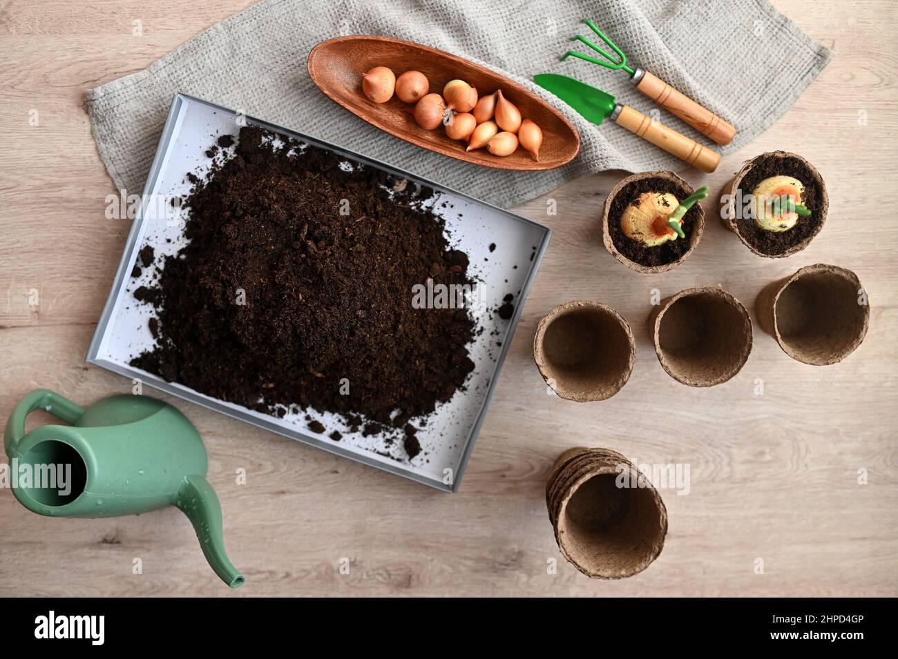 Flat lay. Planting seeds in seed propagator with soil Stock Photo - Alamy