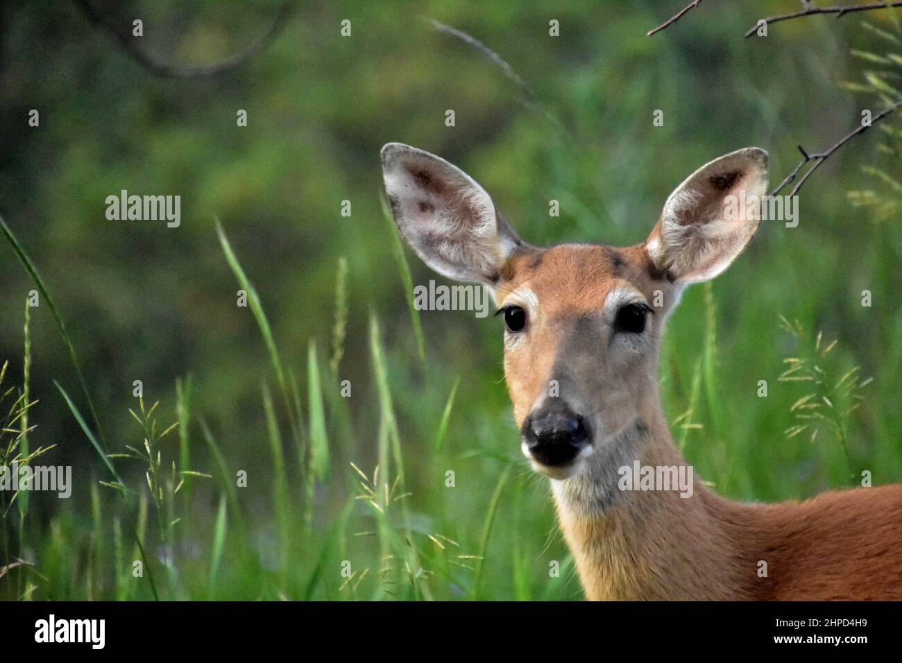 Young doe face up close and personal in the early morning hours Stock ...