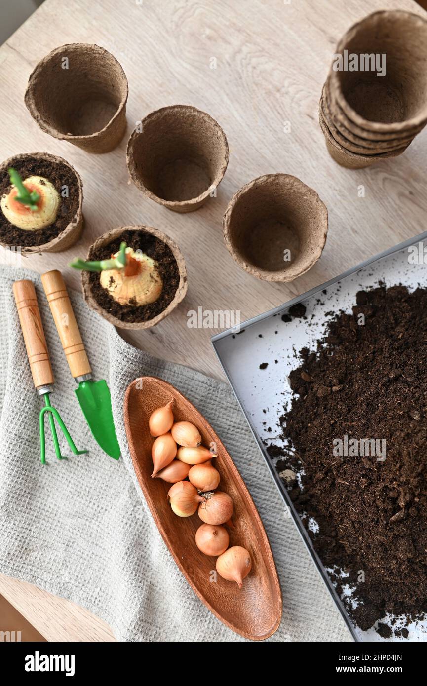 Flat lay. Planting seeds in seed propagator with soil Stock Photo - Alamy