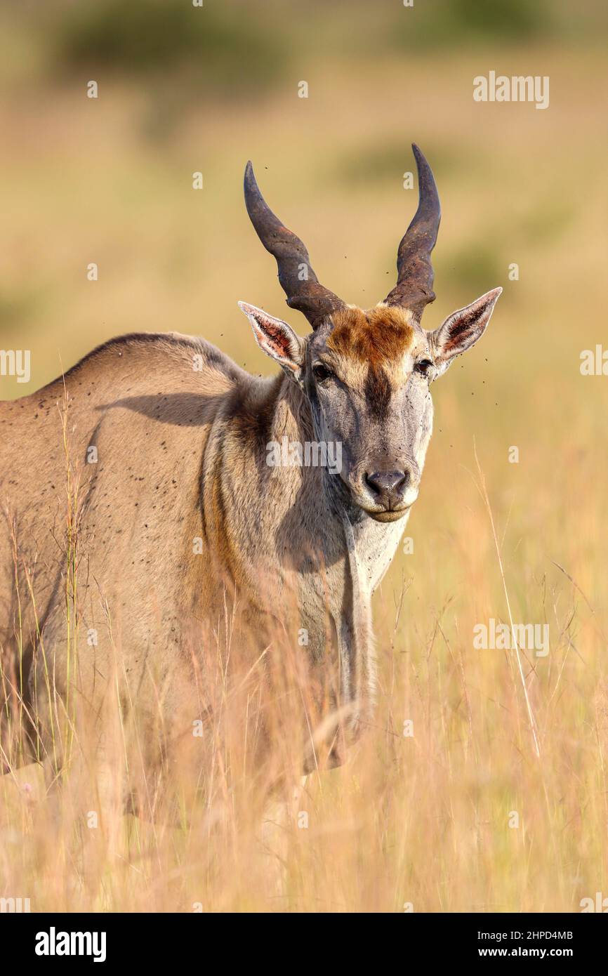 Eland Bull, South Africa Stock Photo - Alamy