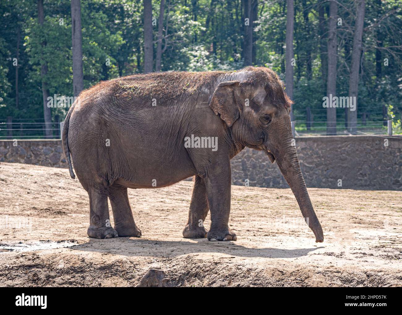 Elephant in the zoo Stock Photo - Alamy