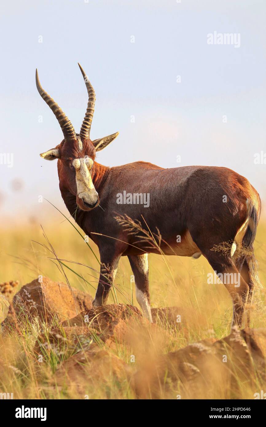 Blesbok Ram, South Africa Stock Photo - Alamy