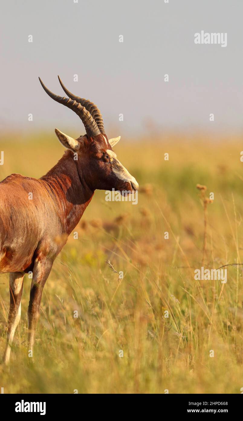 Blesbok Ram, South Africa Stock Photo - Alamy