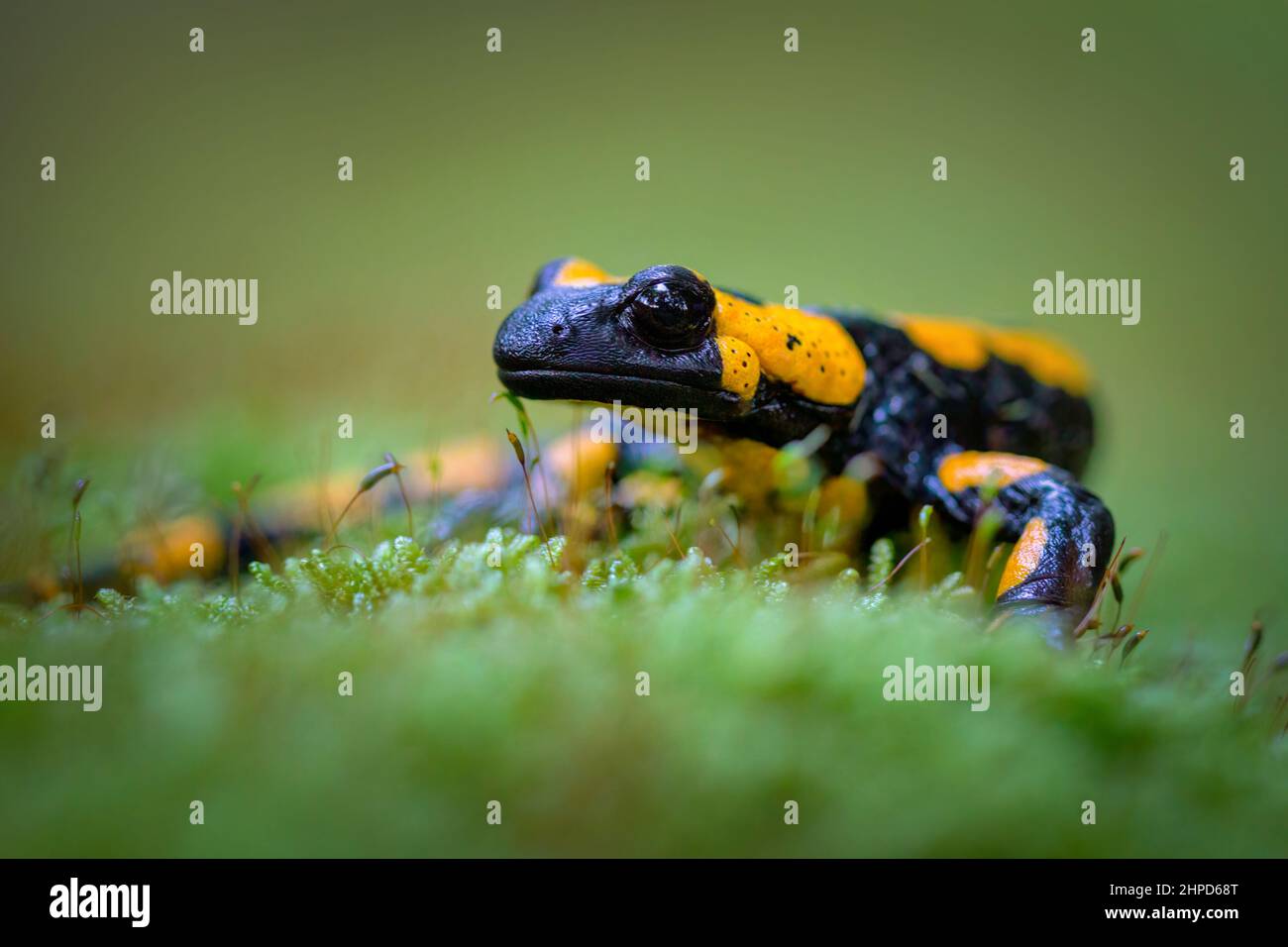 Salamandra salamandra is a common species of salamander found in Europe ...