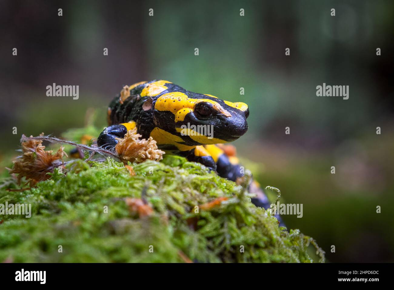 Salamandra salamandra is a common species of salamander found in Europe ...