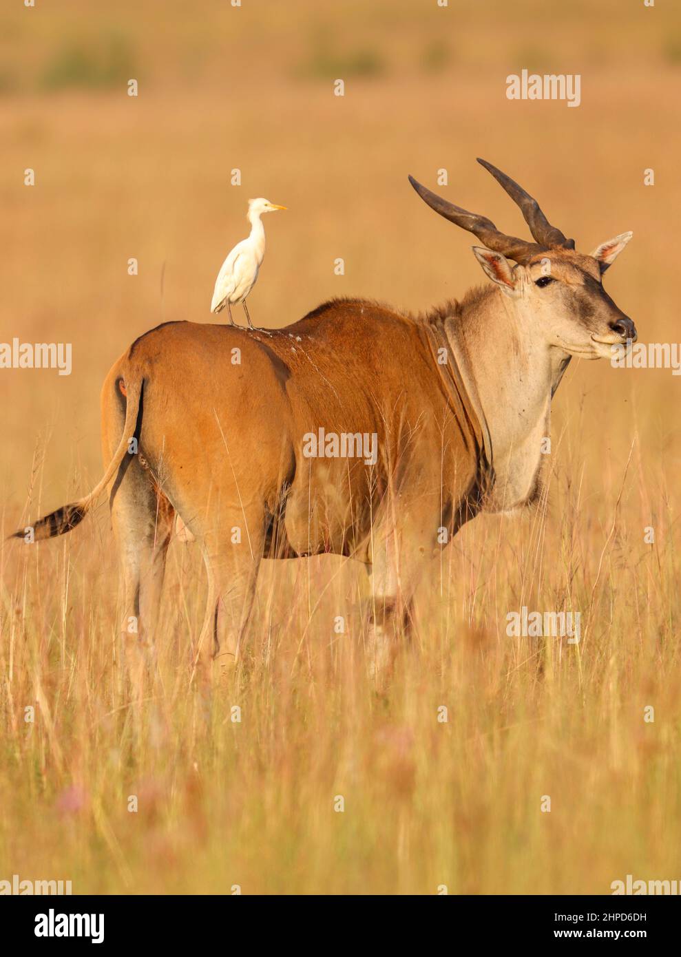 Eland Cow, South Africa Stock Photo - Alamy