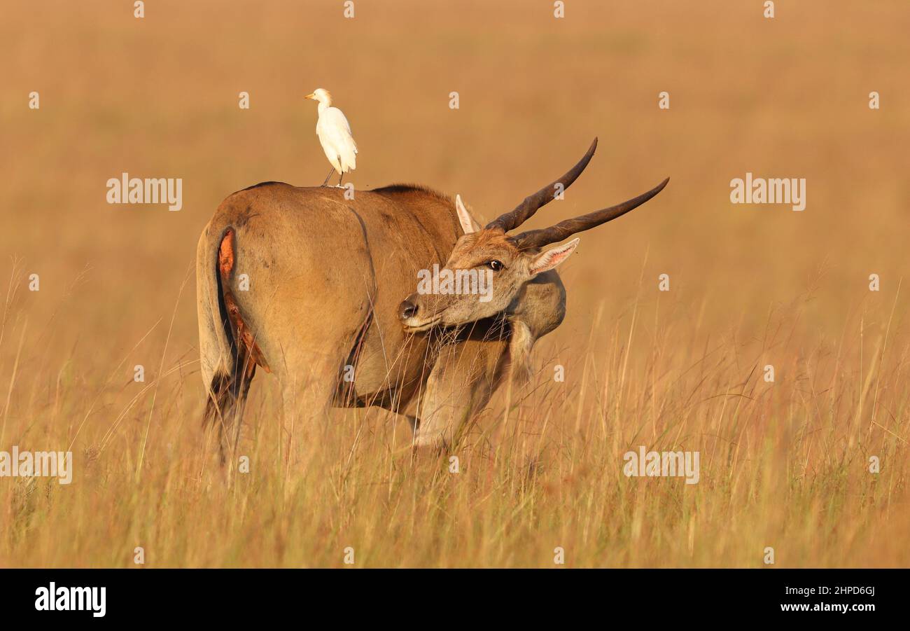 Eland Cow, South Africa Stock Photo - Alamy