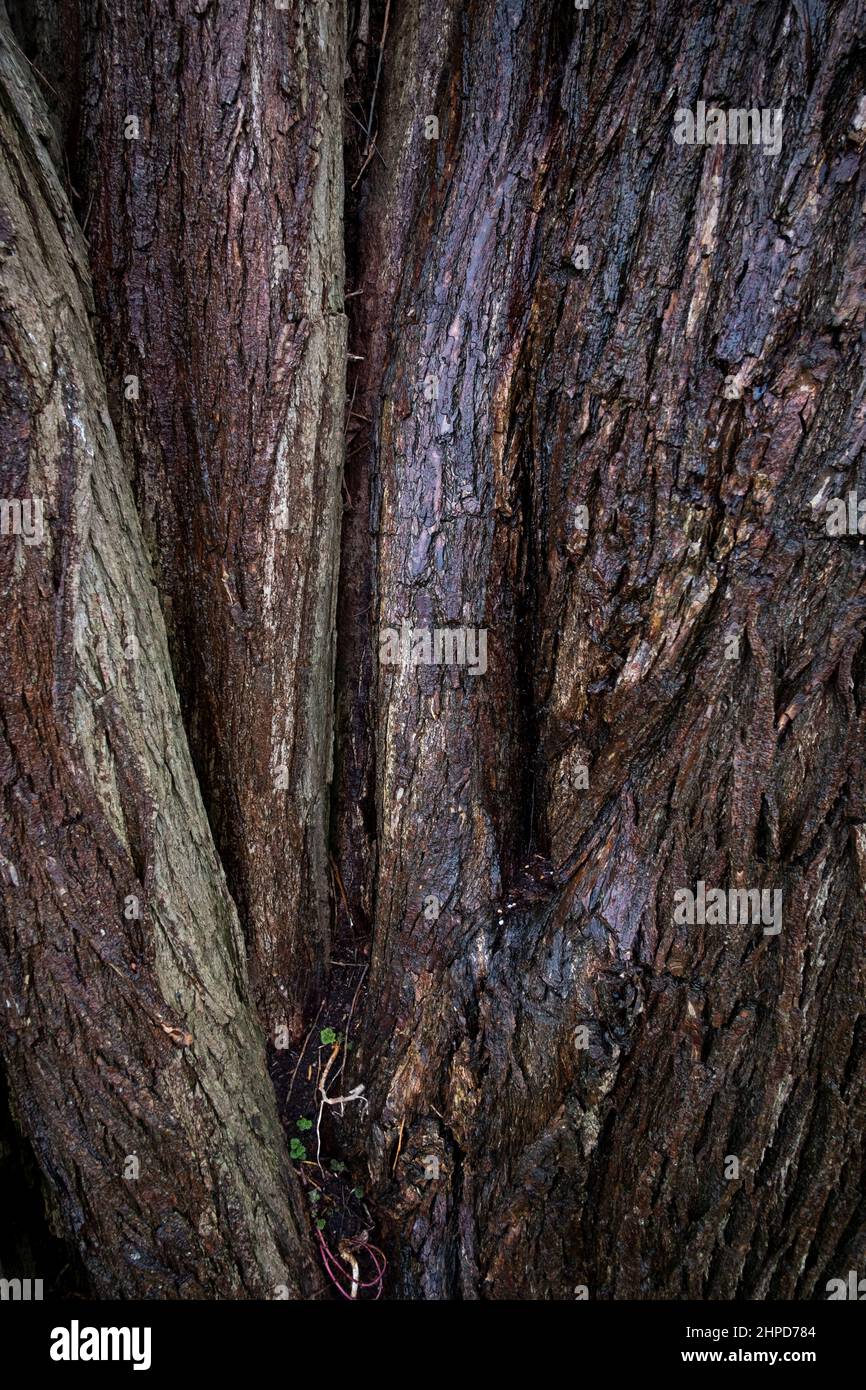 Willow tree bark hi-res stock photography and images - Alamy