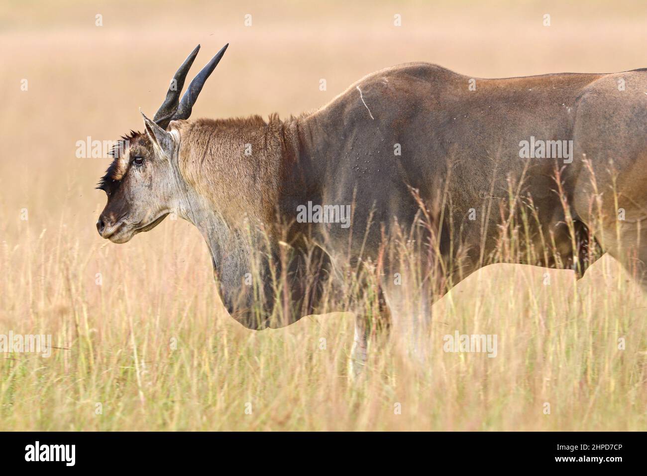 Eland bull hi-res stock photography and images - Alamy